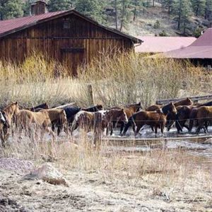 Best Dude Ranches - Colorado Dude & Guest Ranch Association - Dude ...