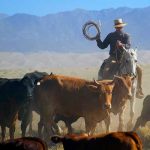 Experiences with Cattle - Colorado Dude & Guest Ranch Association ...