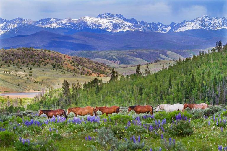C Lazy U Ranch - Colorado Dude & Guest Ranch Association - Luxury Guest ...